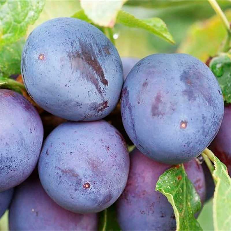 Слива Красавица Описание Сорта Фото Отзывы – Telegraph